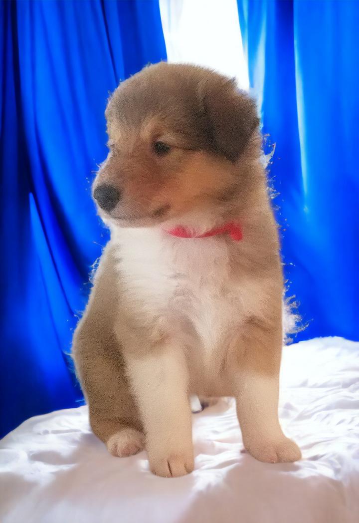 Sweetwater Rough Collies in Ohio | Collie puppies | Good Dog