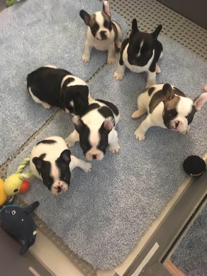 Angel Cove French Bulldogs in Connecticut | French Bulldog puppies ...