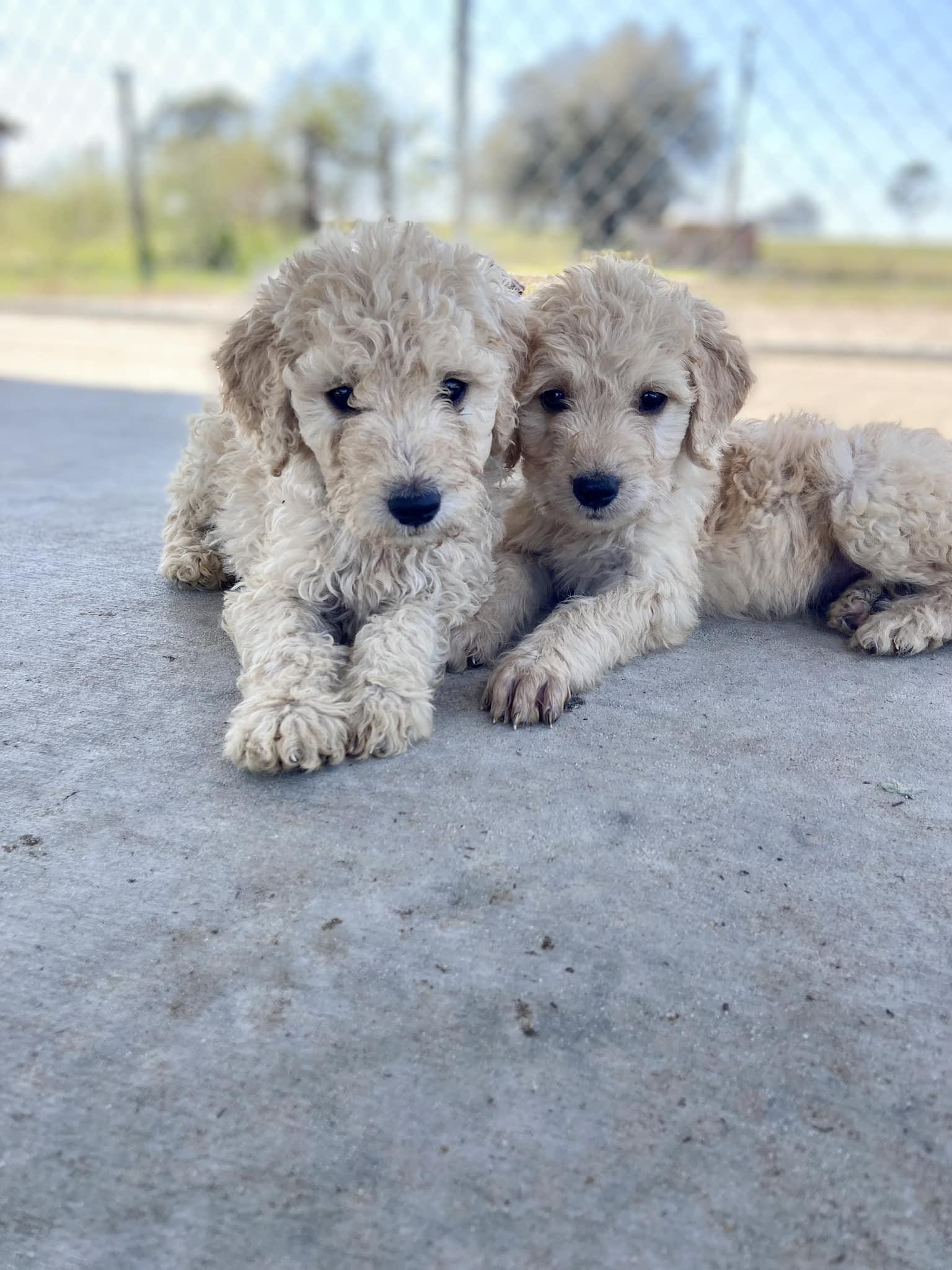 Spring Prairie Doodles in Florida | Goldendoodle puppies | Good Dog