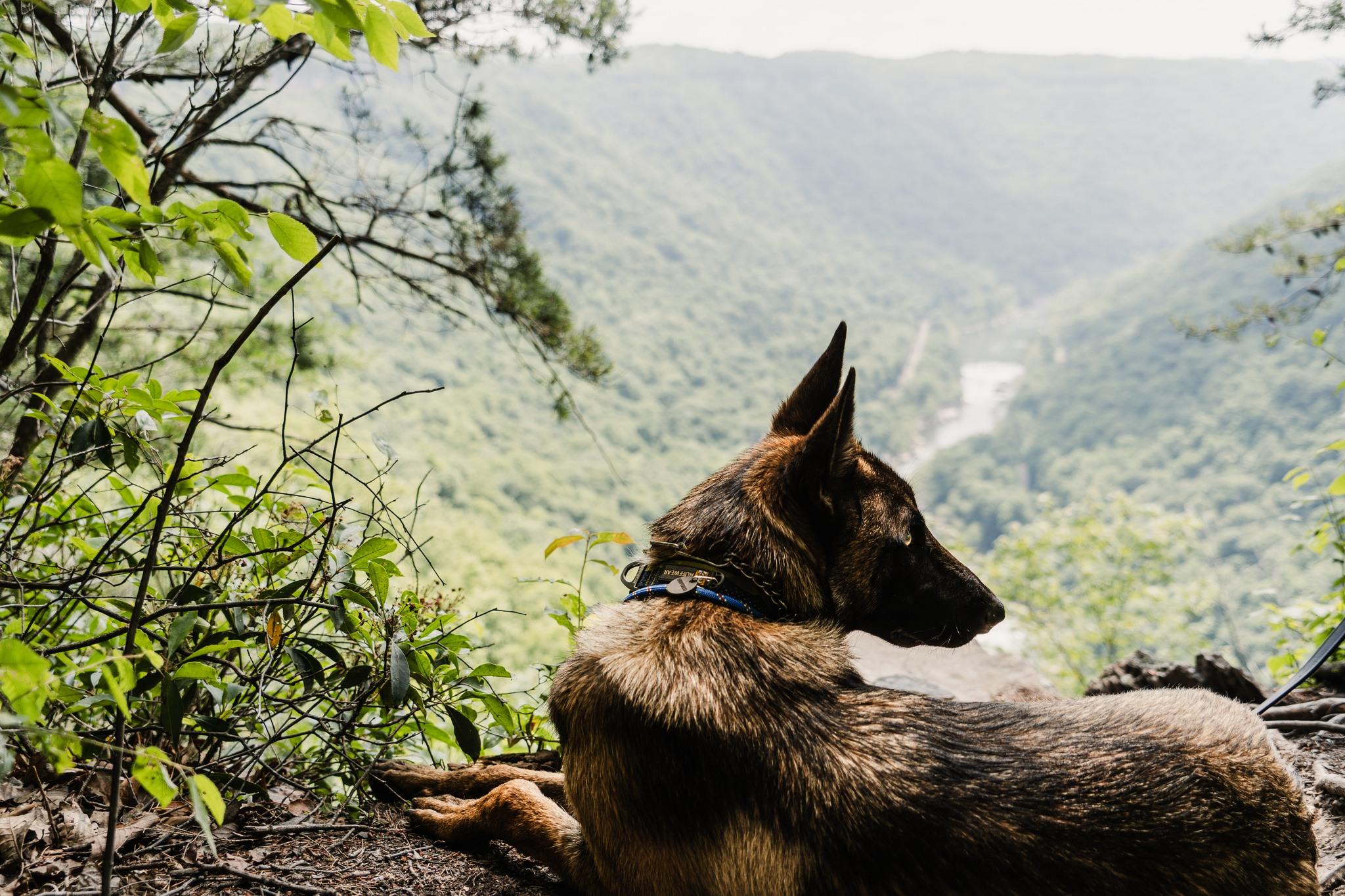 Stay Wild K9 in West Virginia | Belgian Malinois, Dutch Shepherd or ...