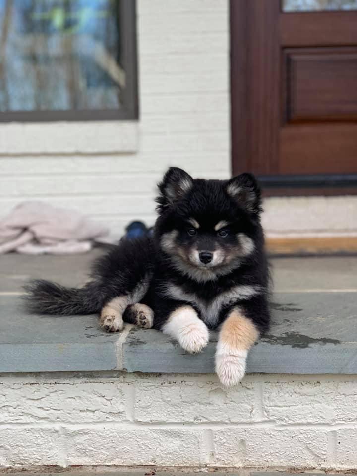 Brooks’ Pomskies in North Carolina | Pomsky puppies | Good Dog