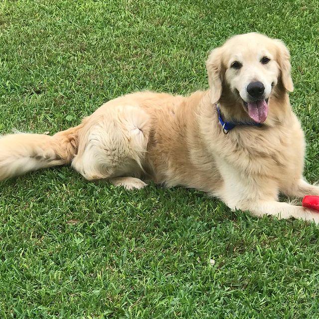 Texas Gorgeous Goldens in Texas | Golden Retriever puppies | Good Dog