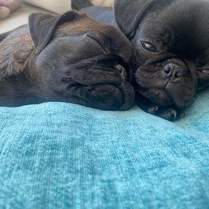 West Georgia Pugs in Georgia | Pug puppies | Good Dog