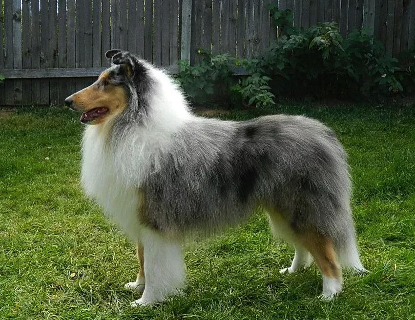 Wild Wind Collies in Colorado | Collie puppies | Good Dog