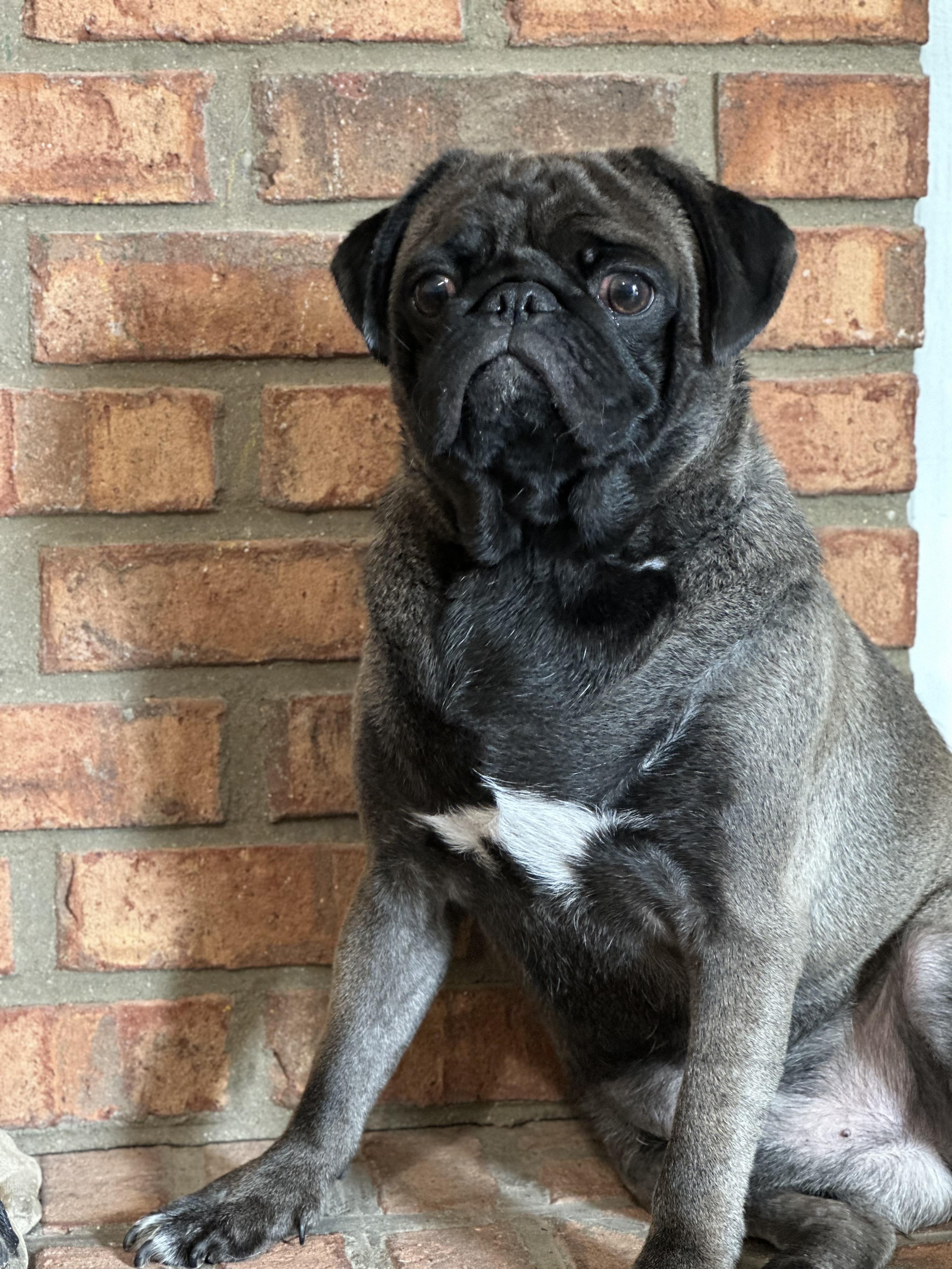 Liz Pugs , Family Pugs in Illinois | Pug puppies | Good Dog