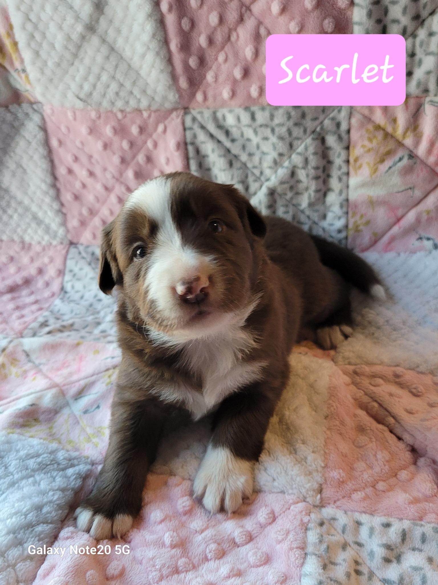 Kate Gresham in Pennsylvania | Border Collie puppies | Good Dog