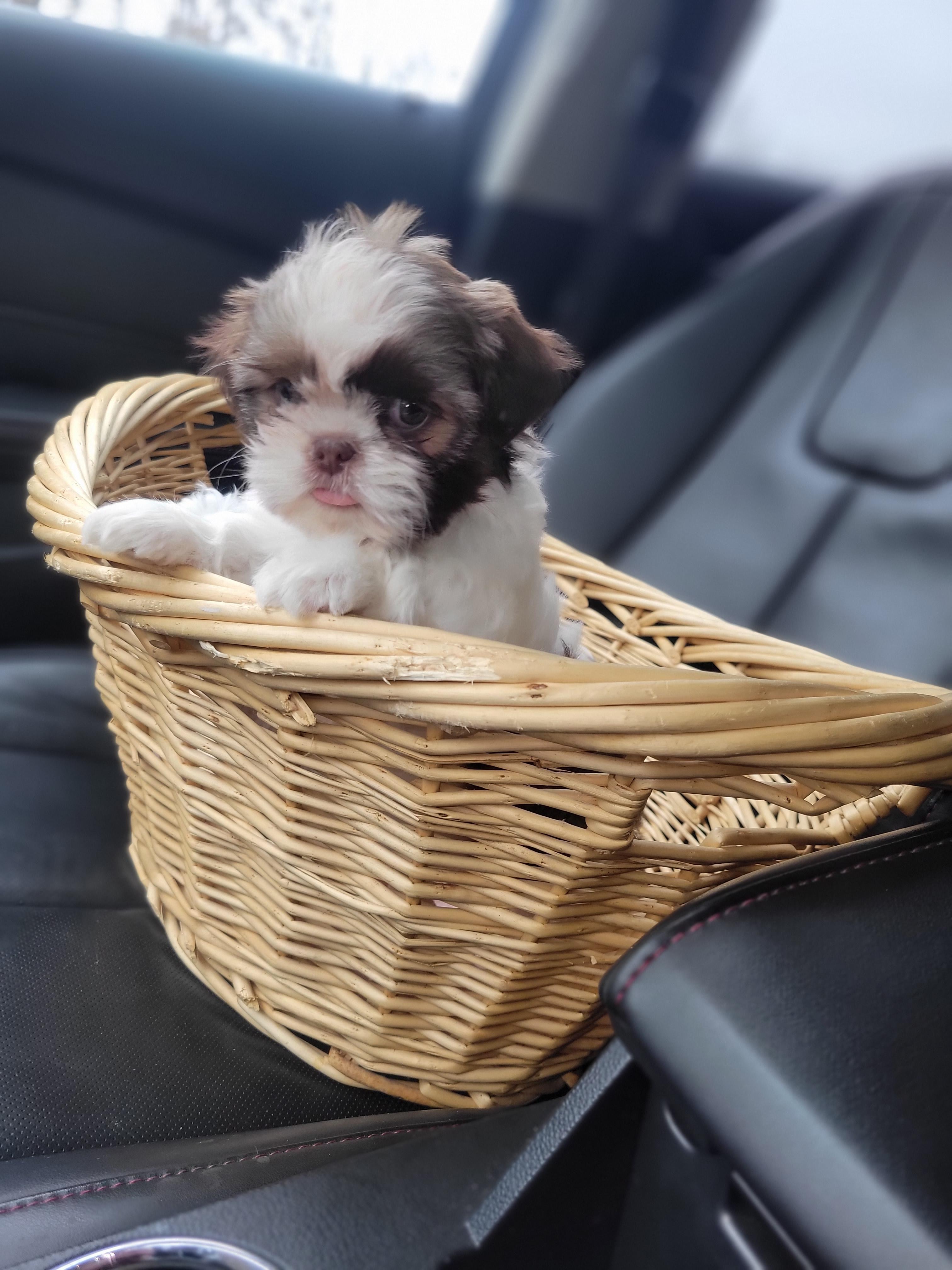 Riders Shih-Tzus in South Carolina | Shih Tzu puppies | Good Dog