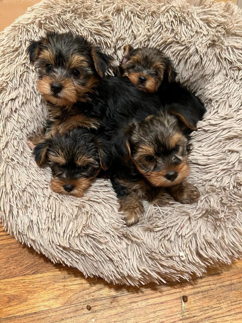 Deb's Yorkie Pawz in Oklahoma | Yorkshire Terrier puppies | Good Dog