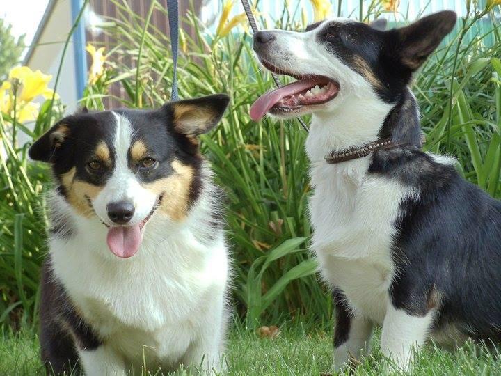 Sherry's Corgis in Iowa | Pembroke Welsh Corgi puppies | Good Dog