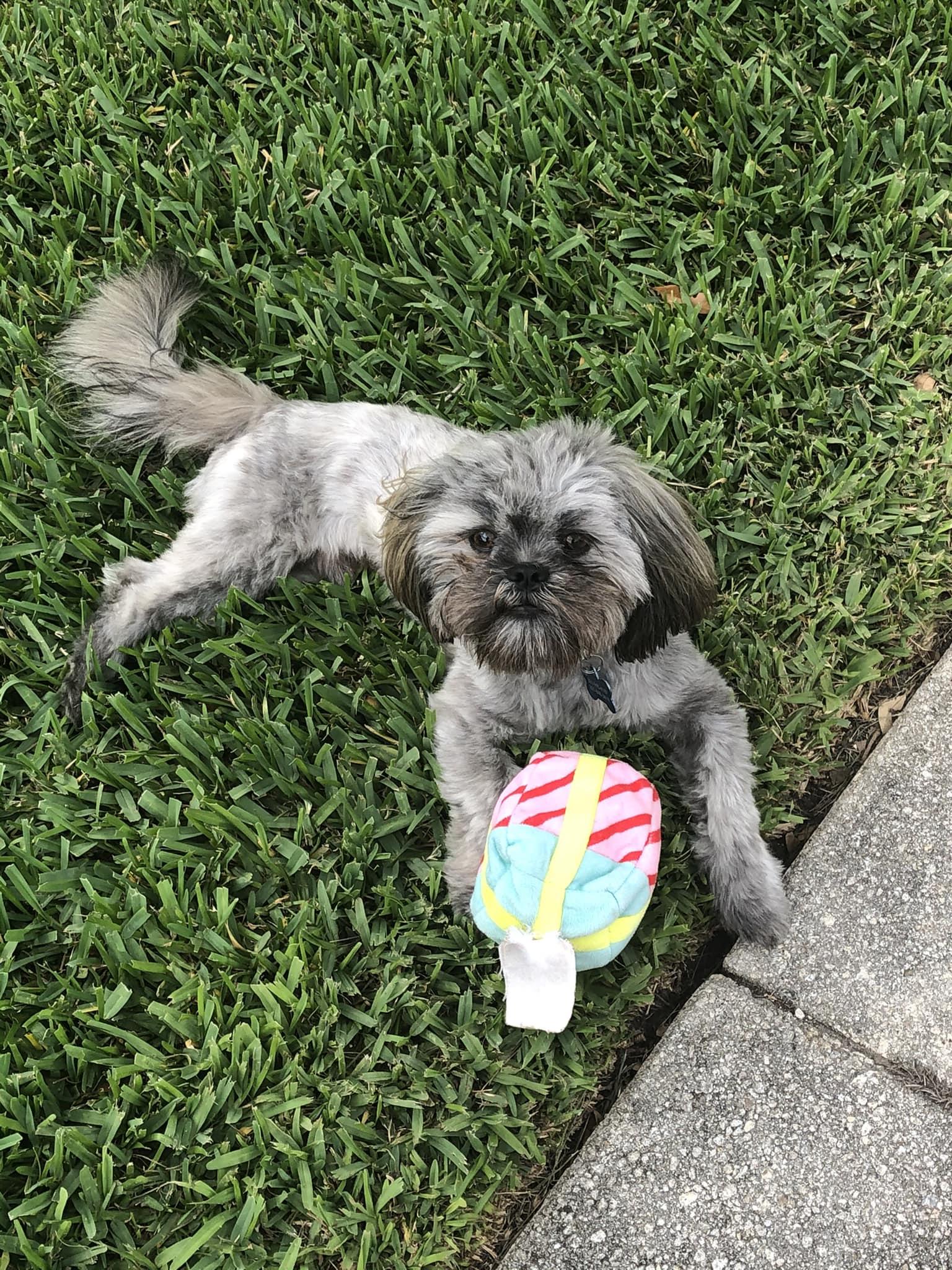 Simply Southern Shihtzus in Florida | Shih Tzu puppies | Good Dog