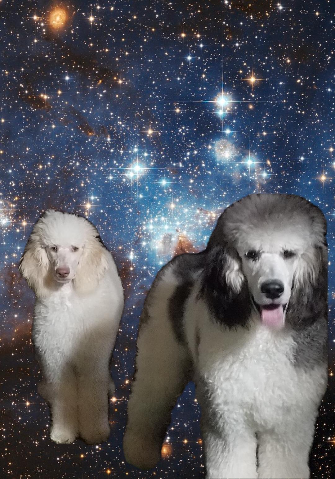 Prancing poods and doods in New Mexico | Goldendoodle and Poodle ...