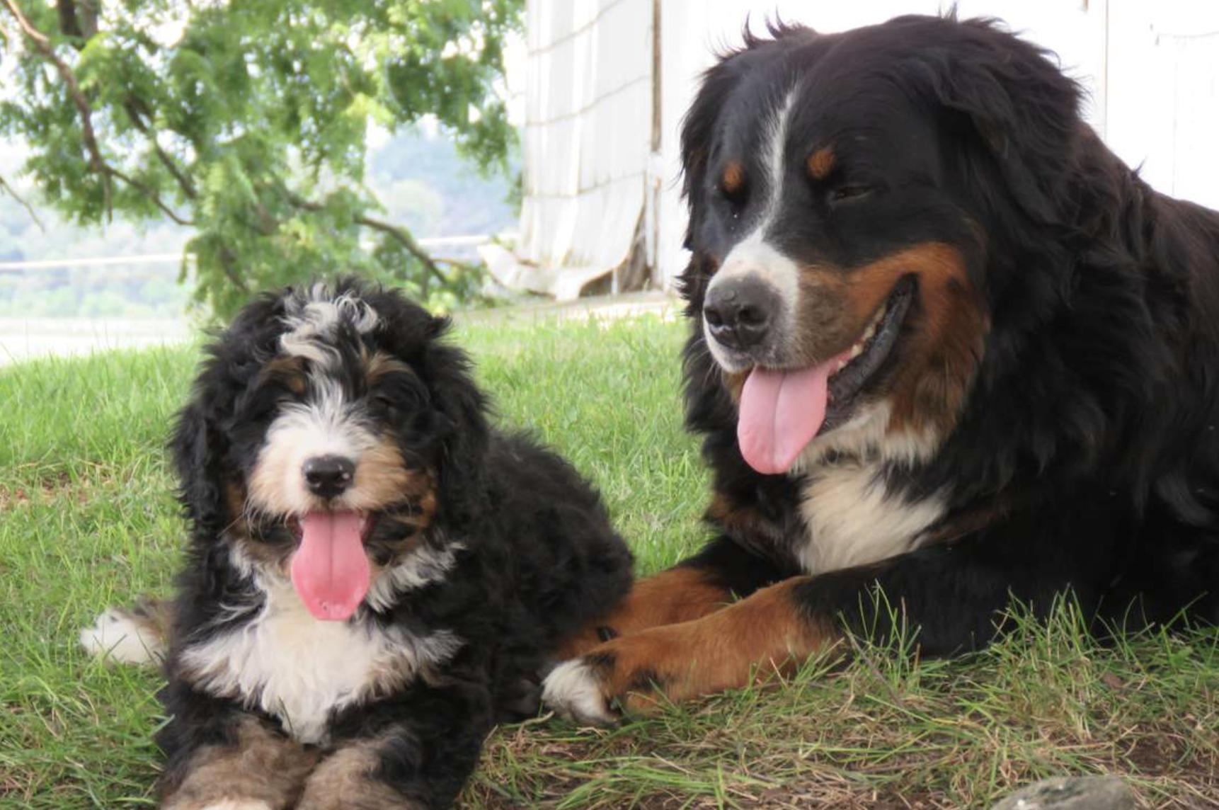 Integrity Bernedoodles in Iowa | Bernedoodle puppies | Good Dog