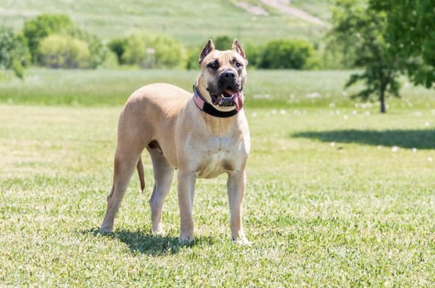 Presa Canario Champions in Texas | Perro de Presa Canario puppies ...