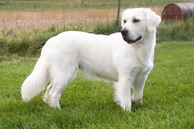 Arrowhead Kennels in Utah | Golden Retriever puppies | Good Dog