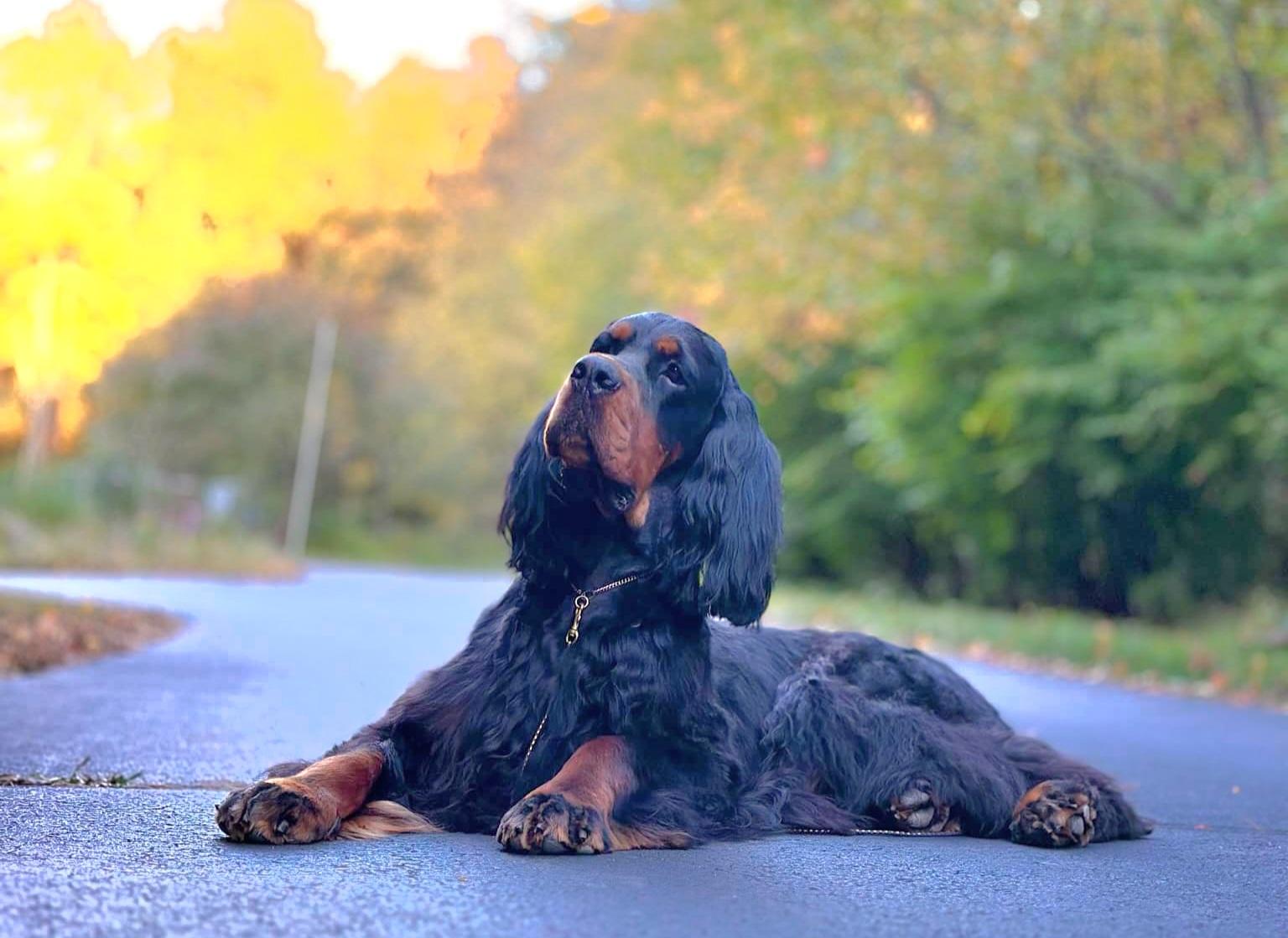 Sun-sett Gordon Setters in Connecticut | Gordon Setter puppies | Good Dog