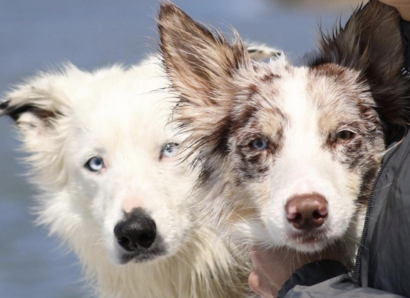 South Texas Border Collies in Texas | Border Collie puppies | Good Dog