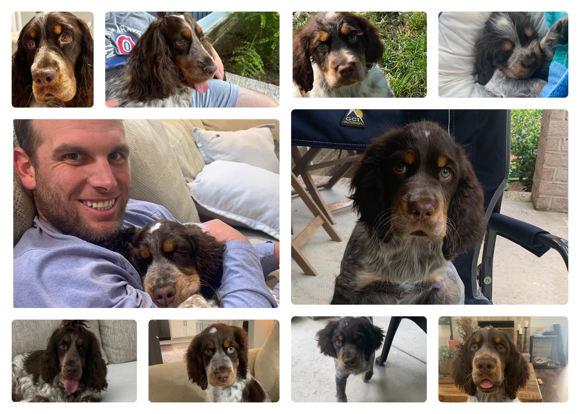 Bay Branch Bunch English Springer Spaniels in Georgia | English ...