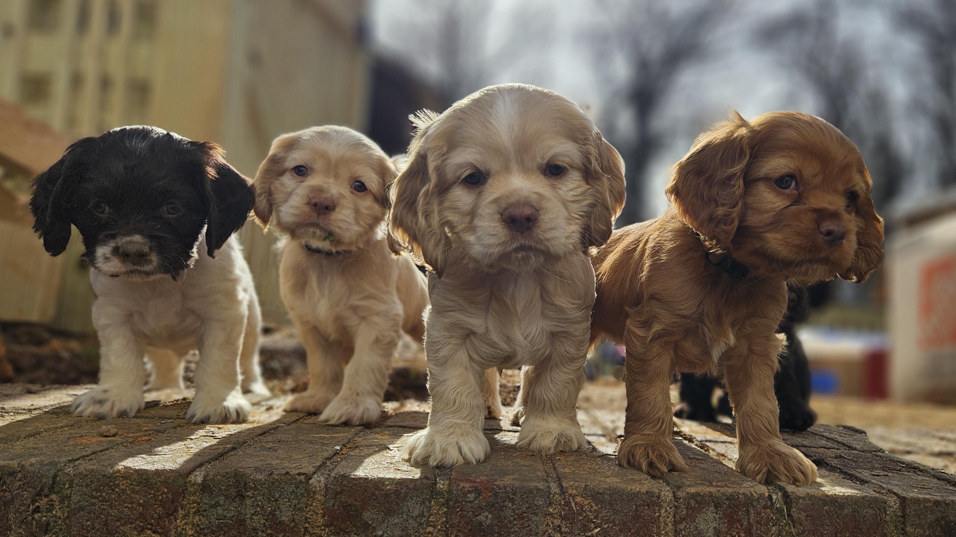 Cocker Cottage in North Carolina | Cockapoo and Cocker Spaniel puppies ...