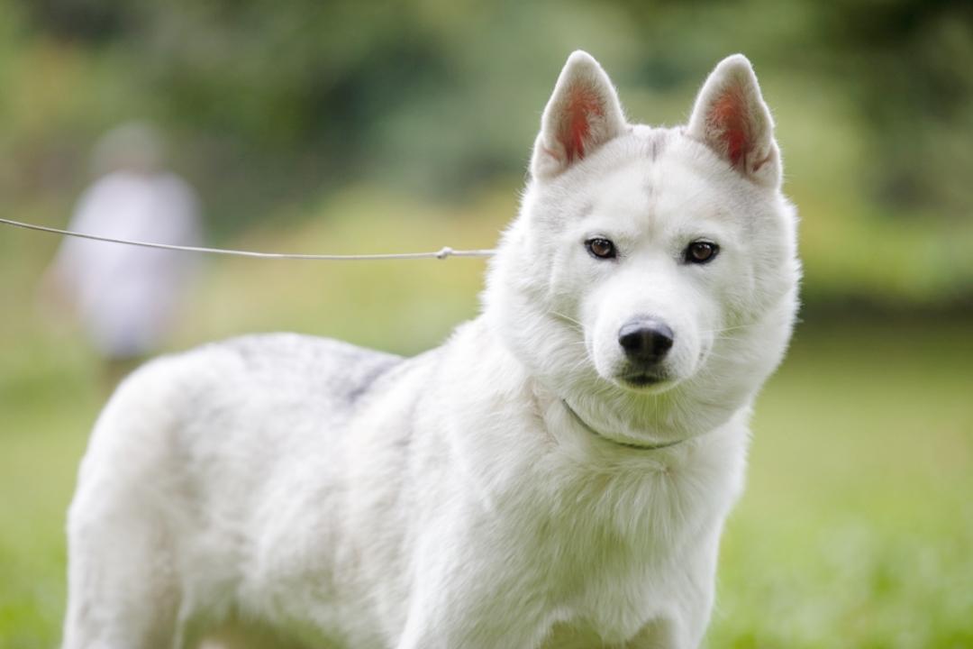 Flutter Fox Siberian Huskies in New York | Siberian Husky puppies ...