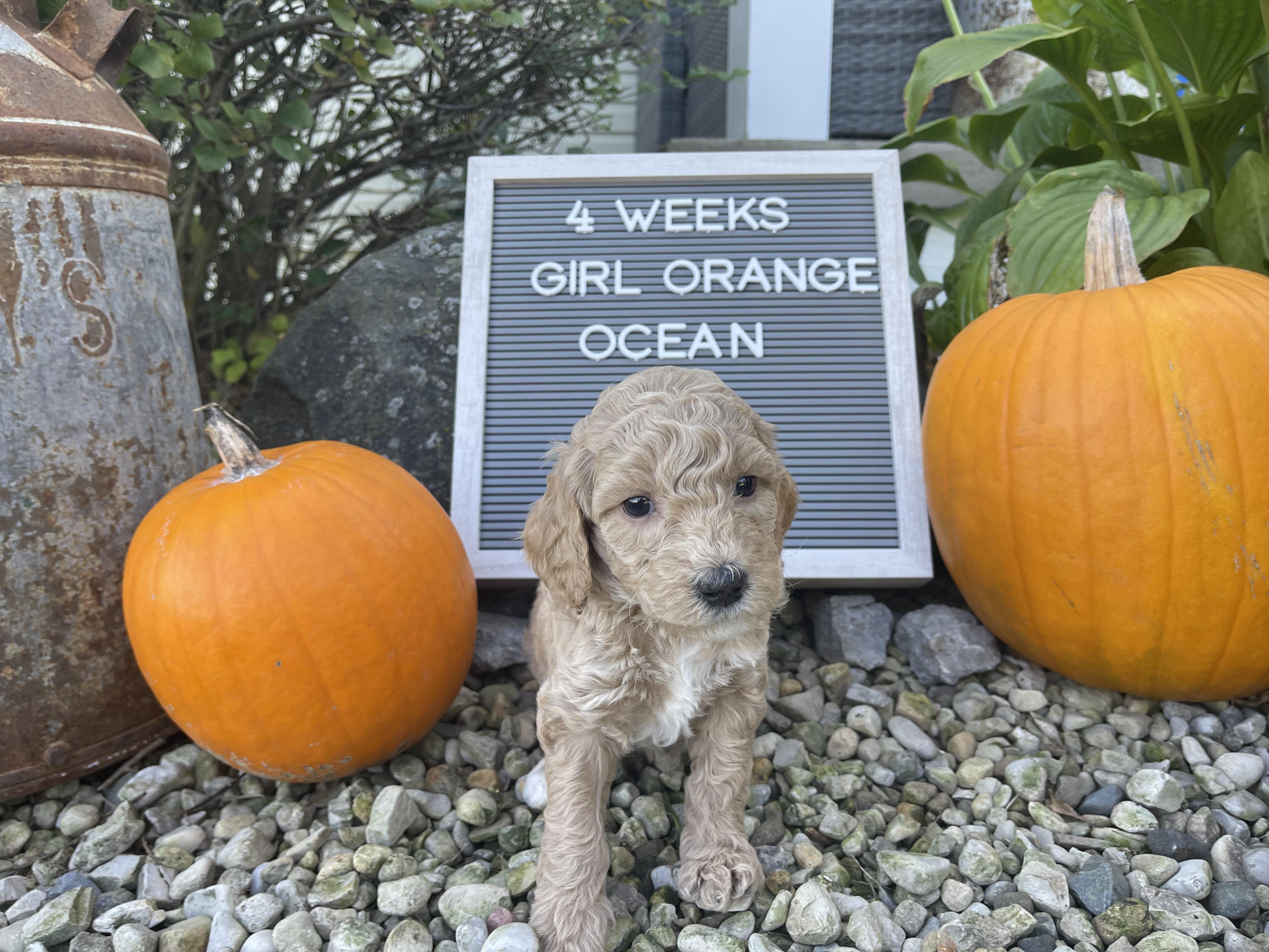 Dawn's Doodles in Ohio | Goldendoodle puppies | Good Dog