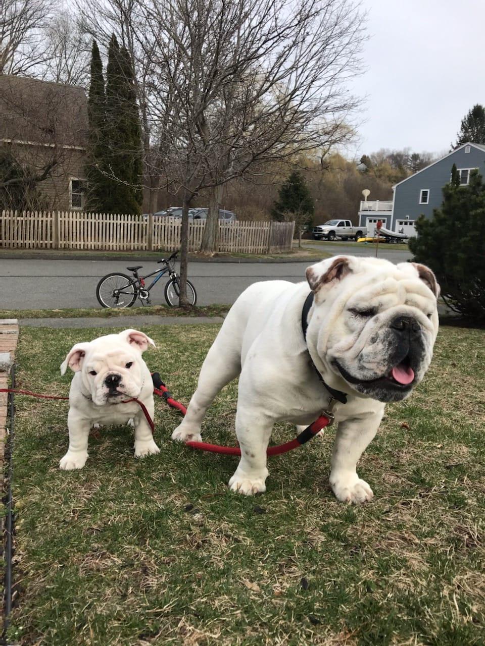 Spitfire in Massachusetts | Bulldog puppies | Good Dog