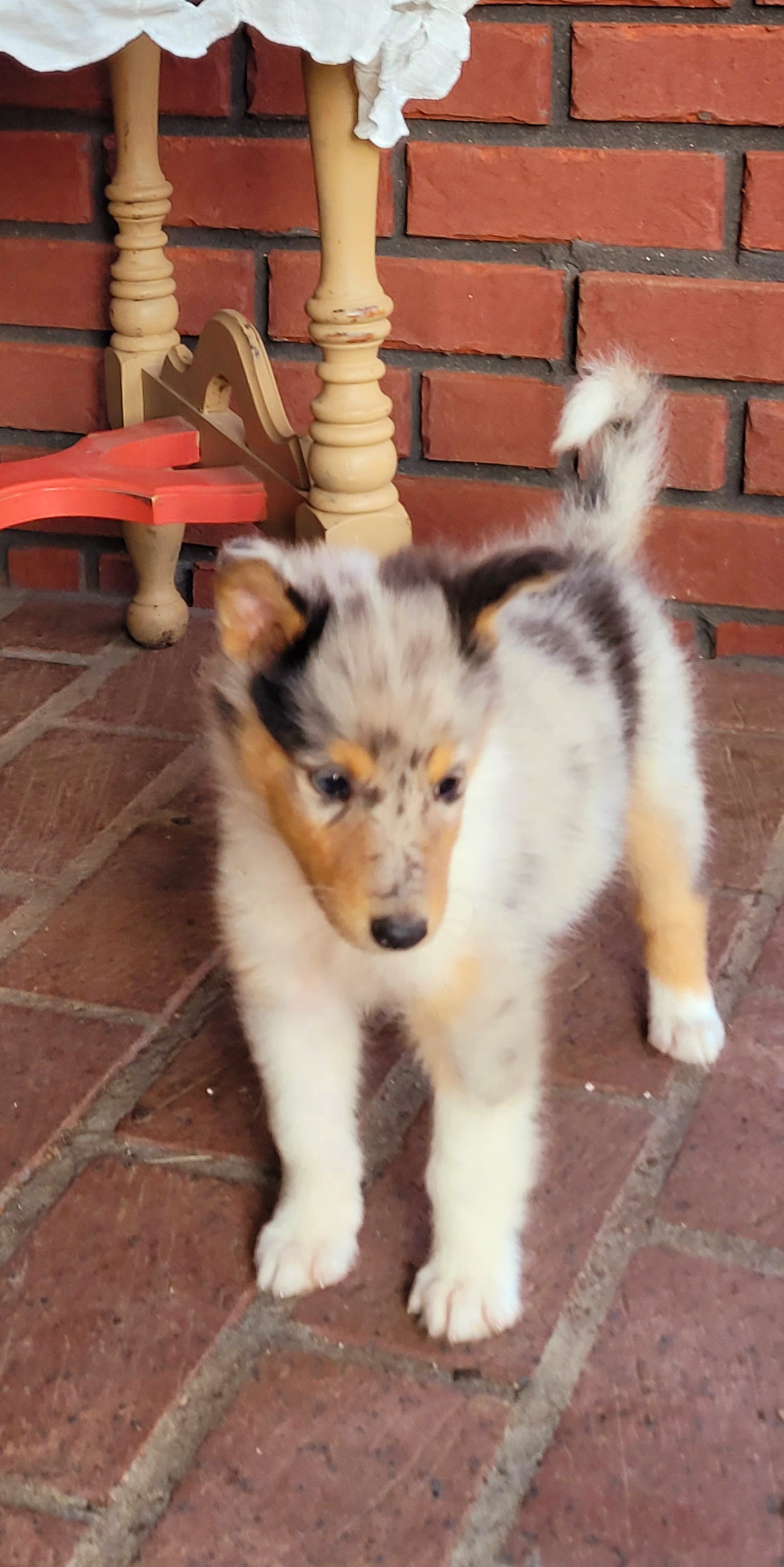 Voneida Collies & Corgis in Tennessee | Collie, Pembroke Welsh Corgi or ...