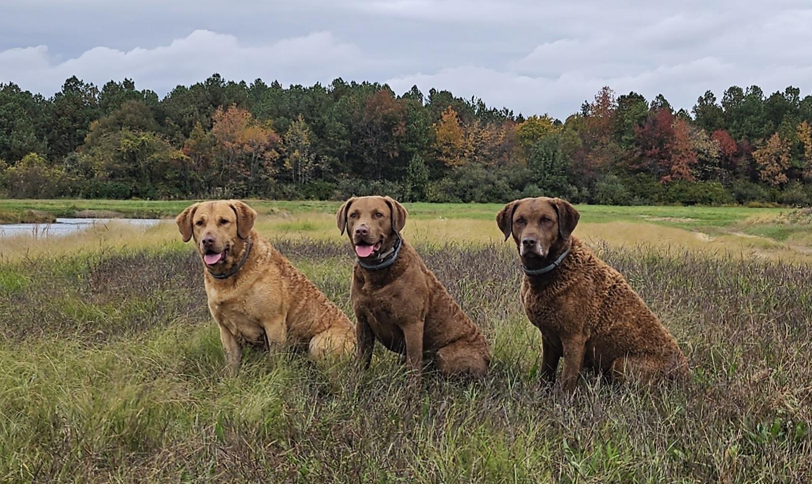 Chesamo Chesapeakes in Maine | Chesapeake Bay Retriever puppies | Good Dog