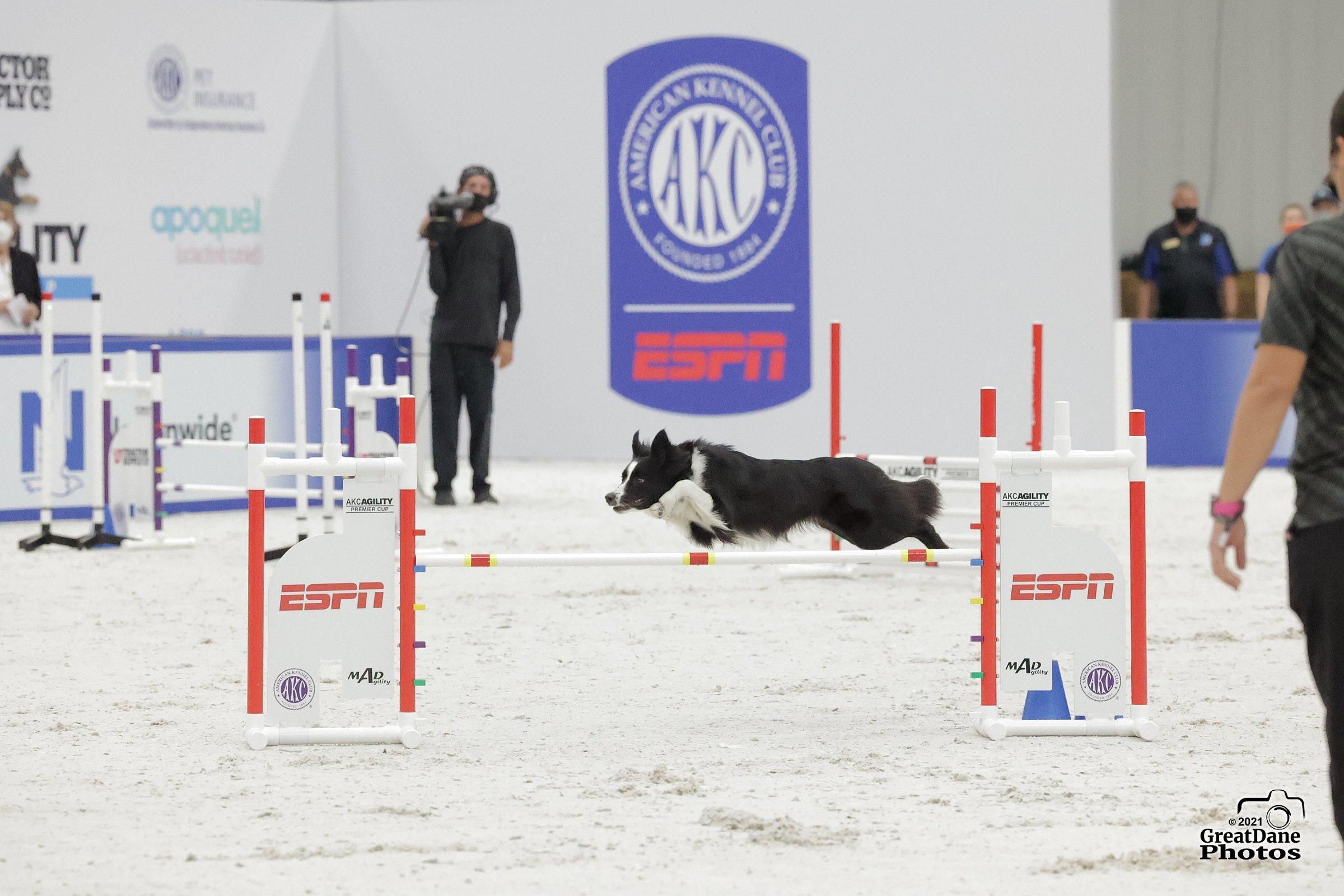 Veri Border Collies in Texas | Border Collie puppies | Good Dog
