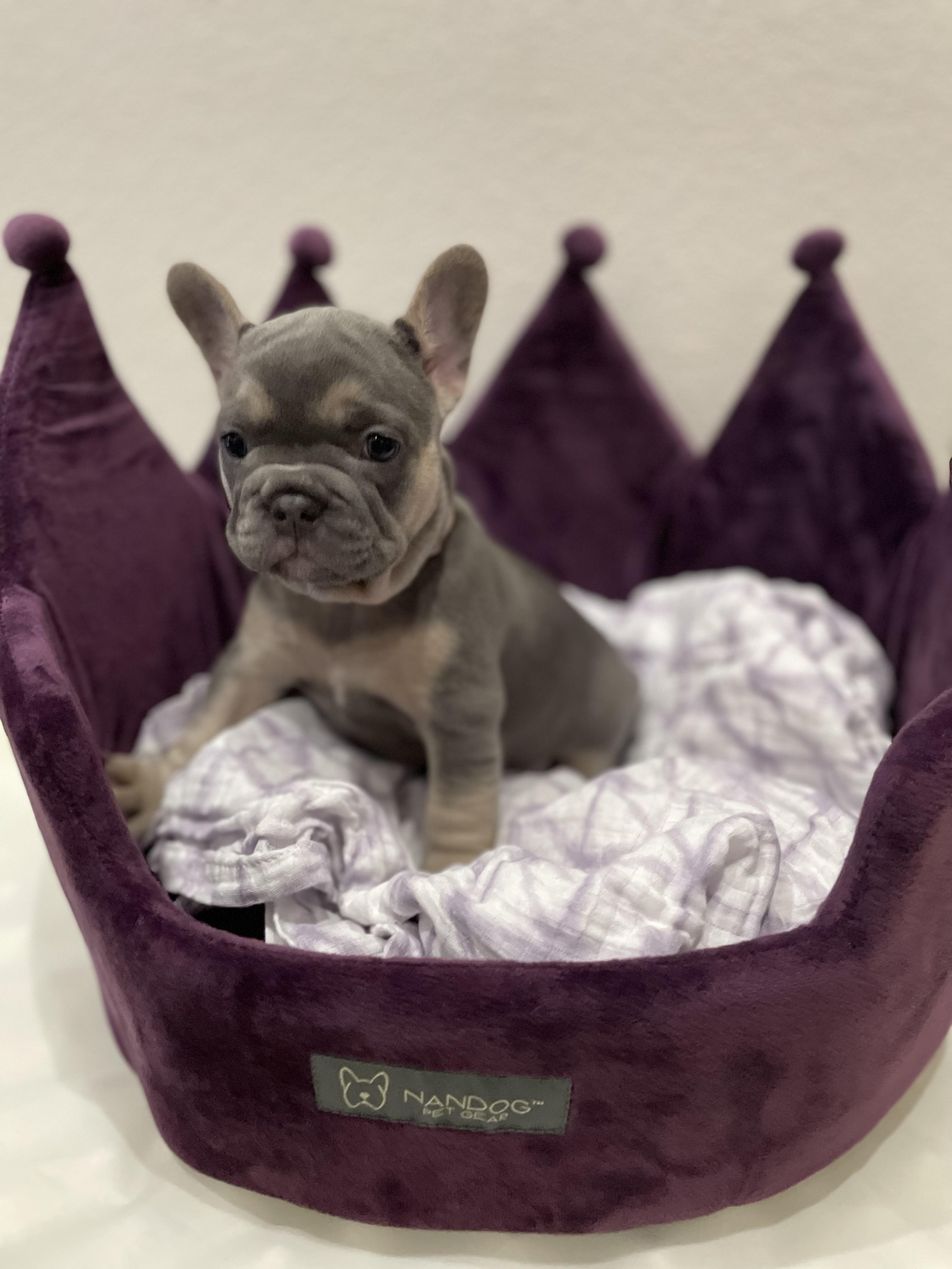 Fairhopeˋs Golden Bullz in Alabama | French Bulldog puppies | Good Dog