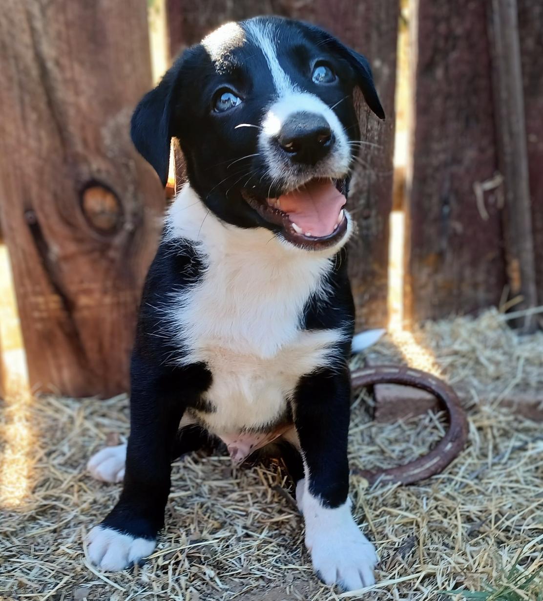 Iron Oak Stockdogs in California | McNab puppies | Good Dog