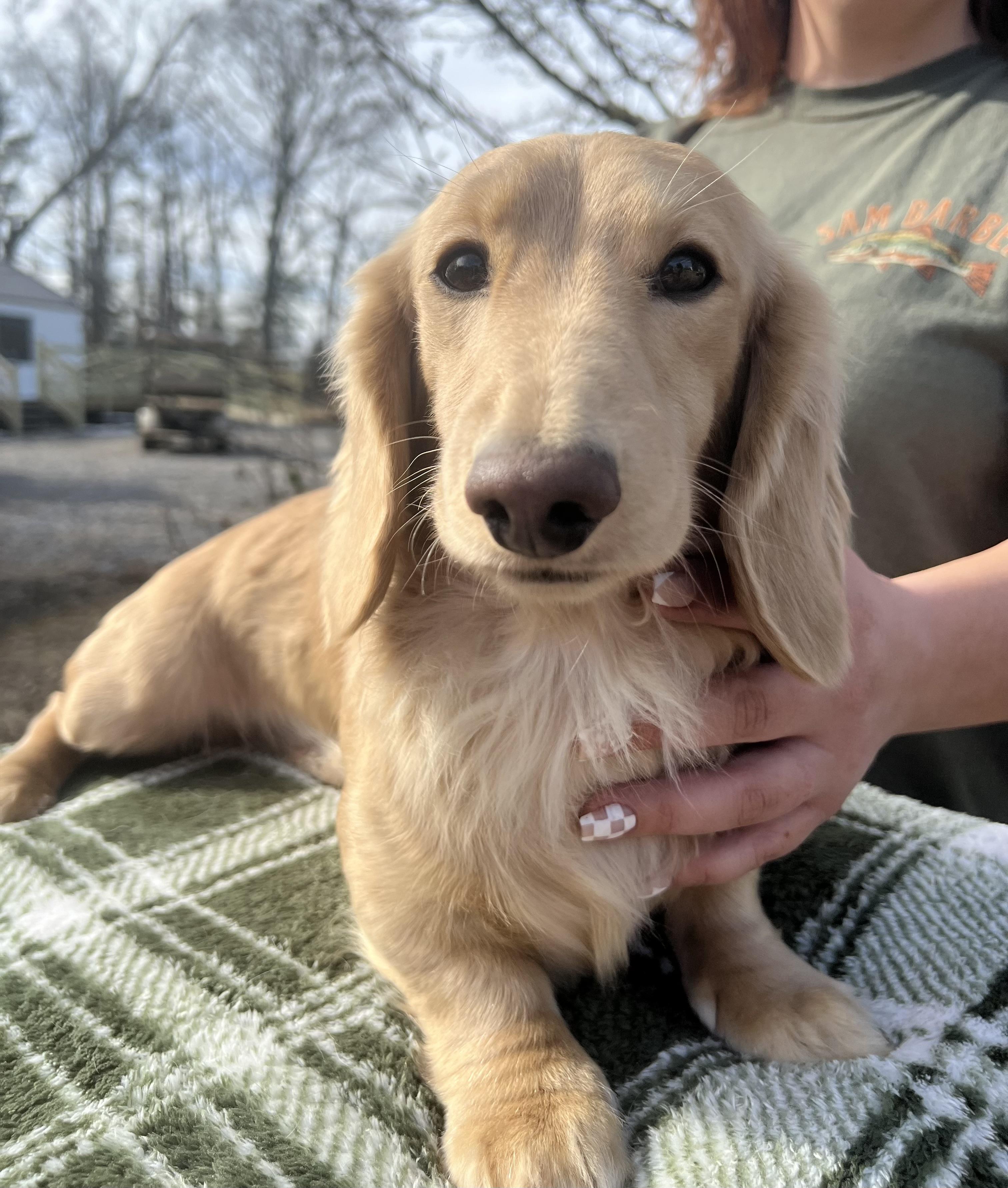 Cambria’s Southern Paws in Alabama | Dachshund puppies | Good Dog