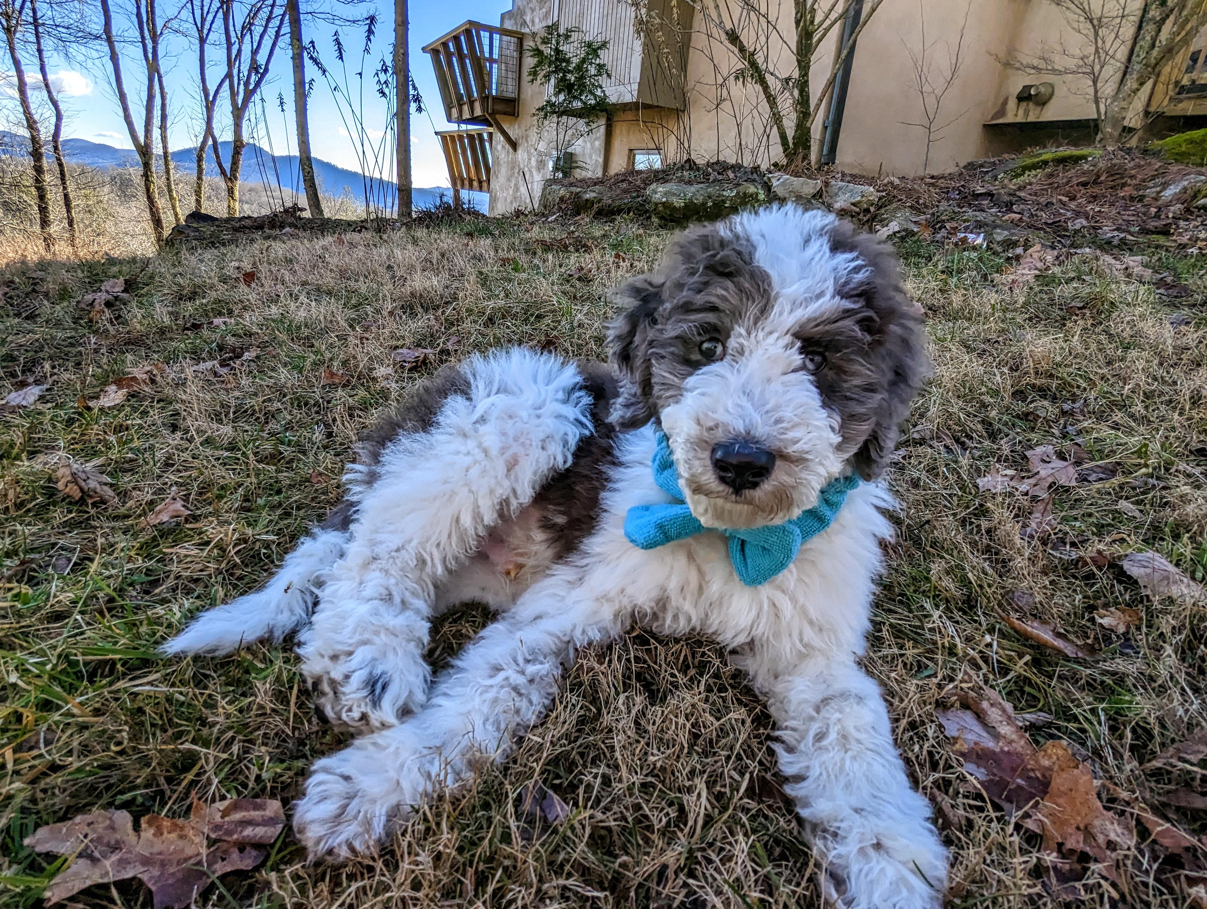 Breedlove Mtn Doodles in North Carolina | Double Doodle puppies | Good Dog