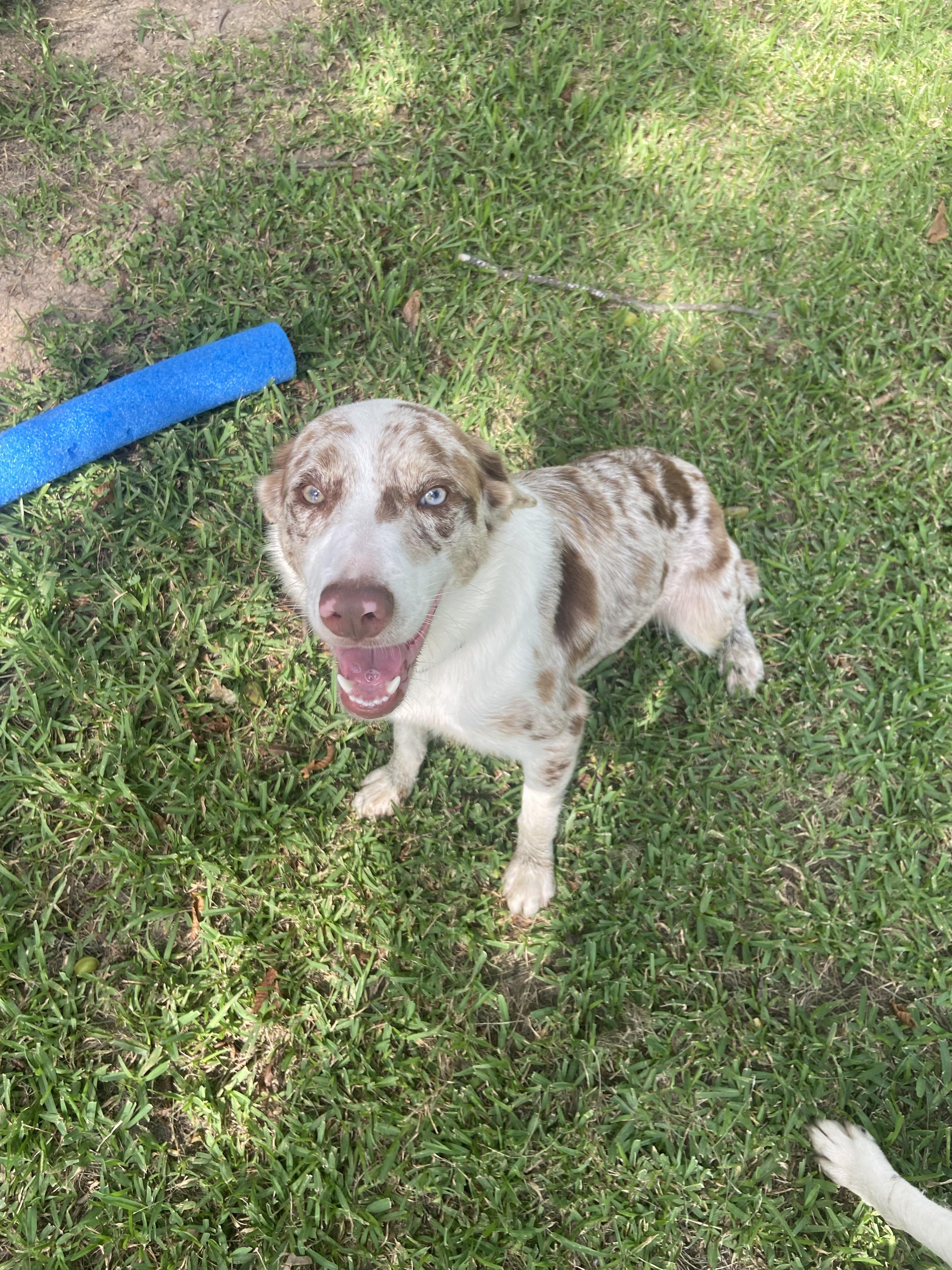 Pecan Grove Pups in Texas | Border Collie and Bordoodle puppies | Good Dog