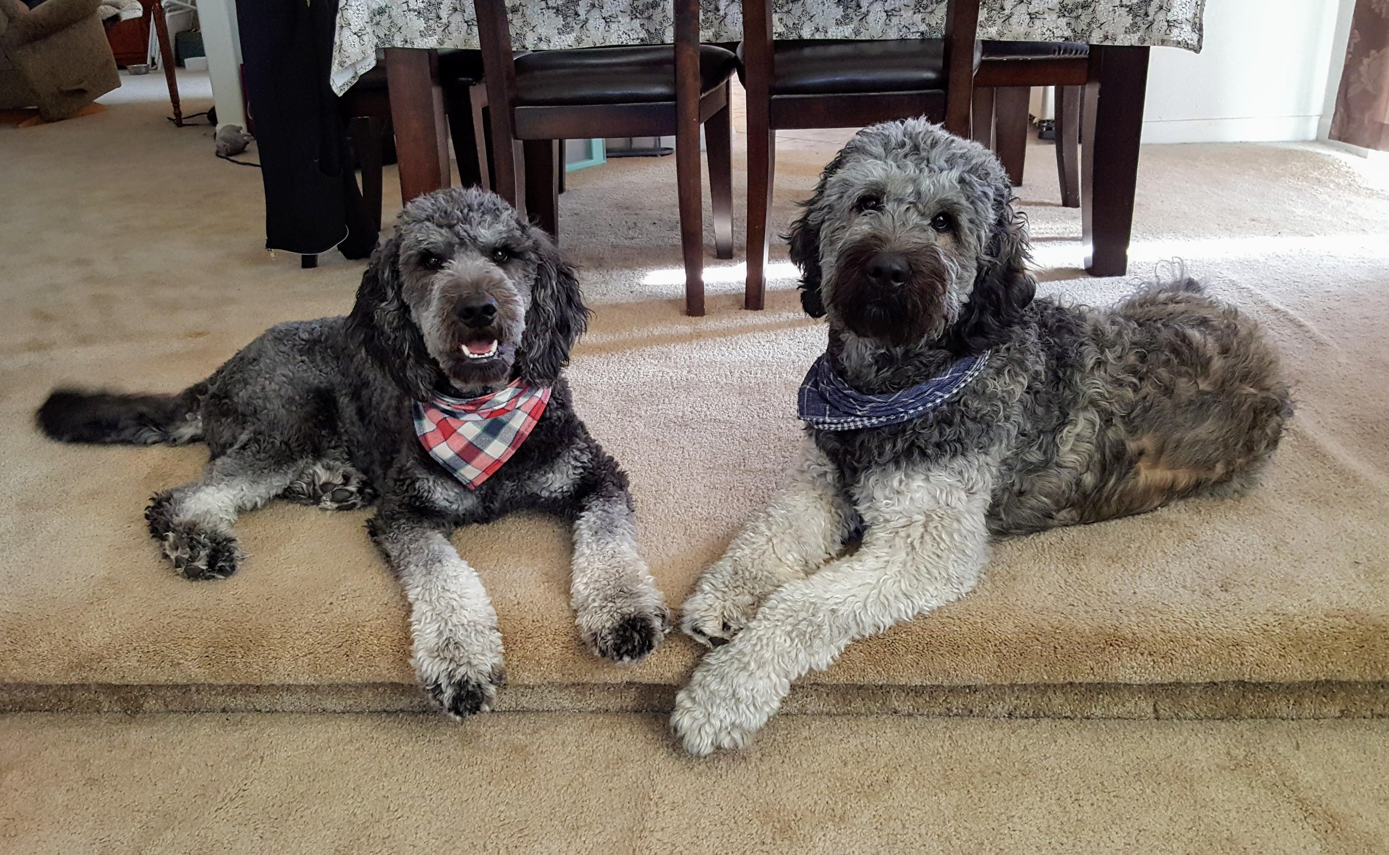 Bear Lake Bearded Retrievers in Utah | Goldendoodle and Bearded ...