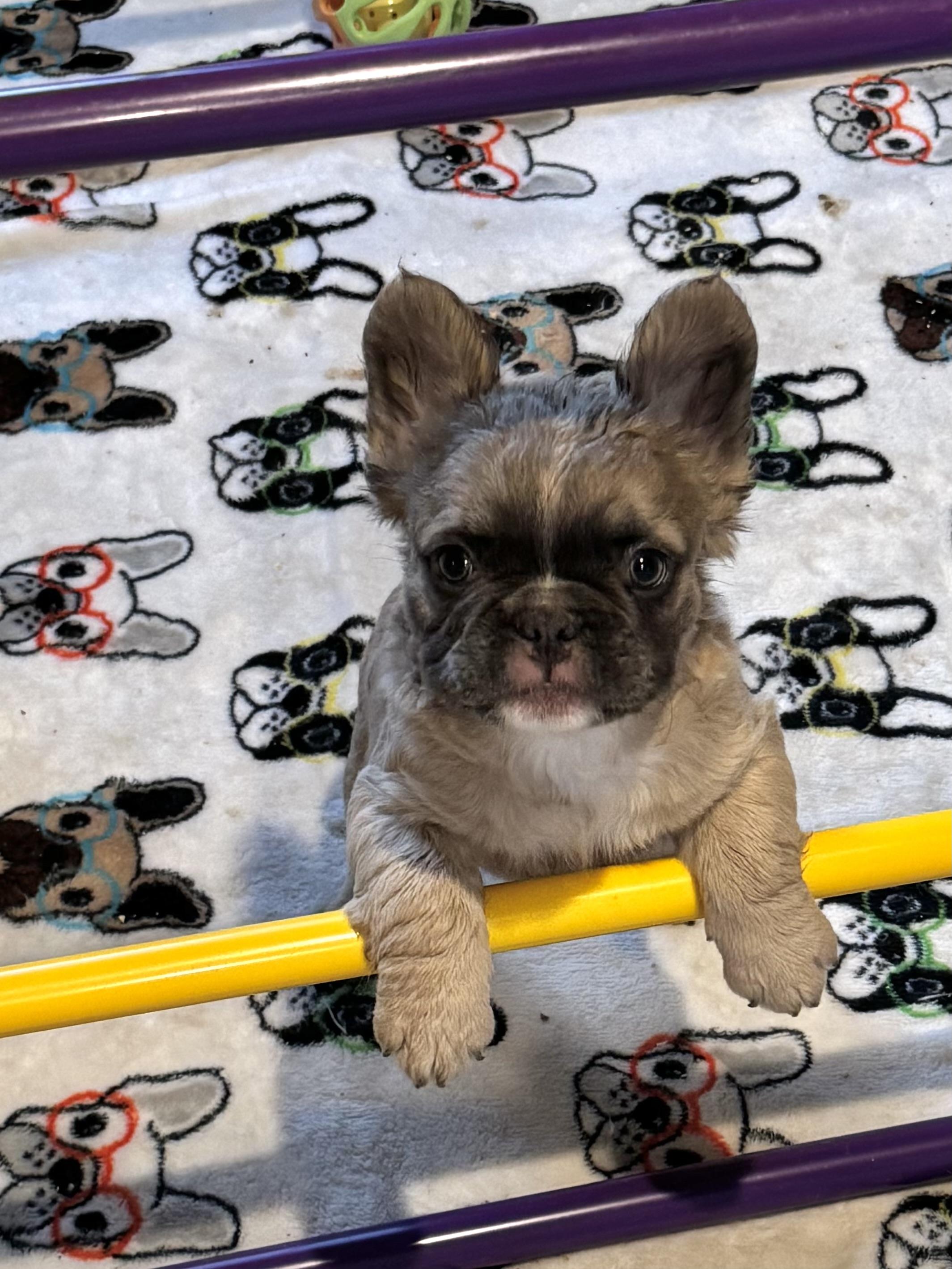 Toy House Frenchies in Oregon | French Bulldog puppies | Good Dog