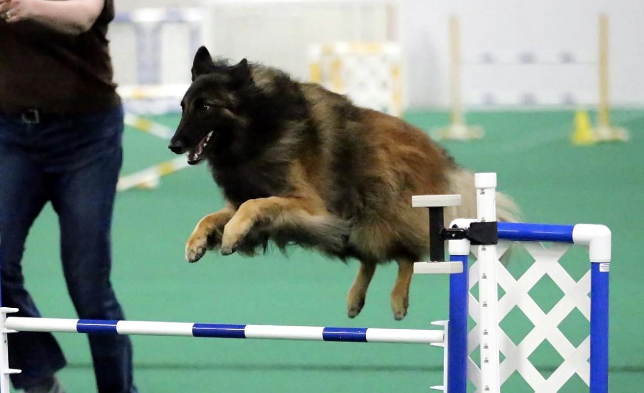 Laura's Belgian Tervurens in Ohio | Belgian Tervuren puppies | Good Dog