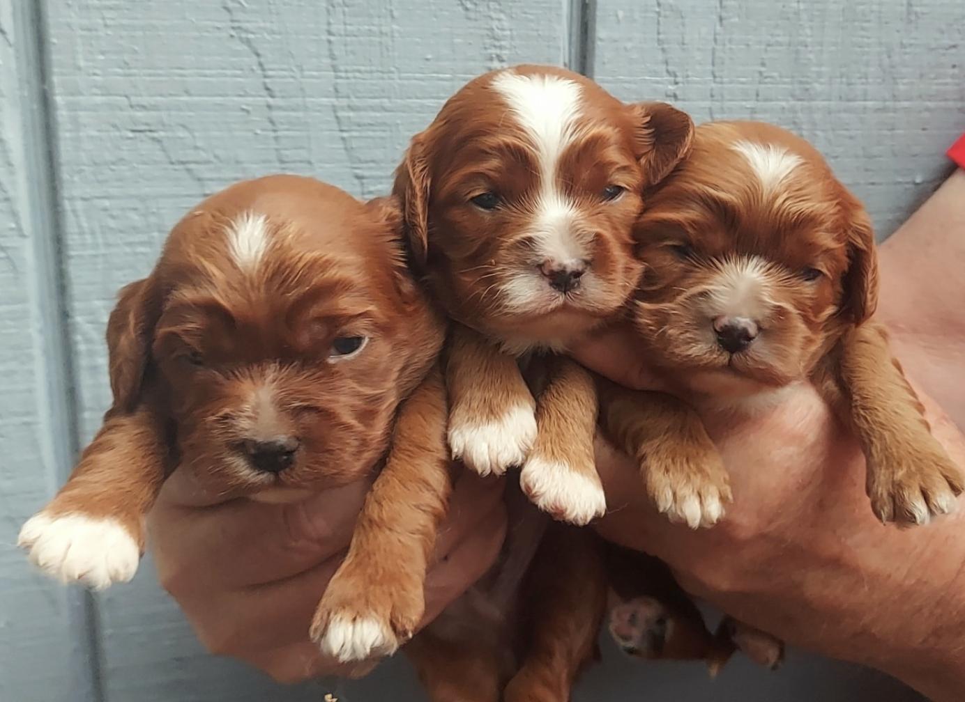 Adorable Mini Doodles LLC in Arkansas | Cavapoo and Goldendoodle ...