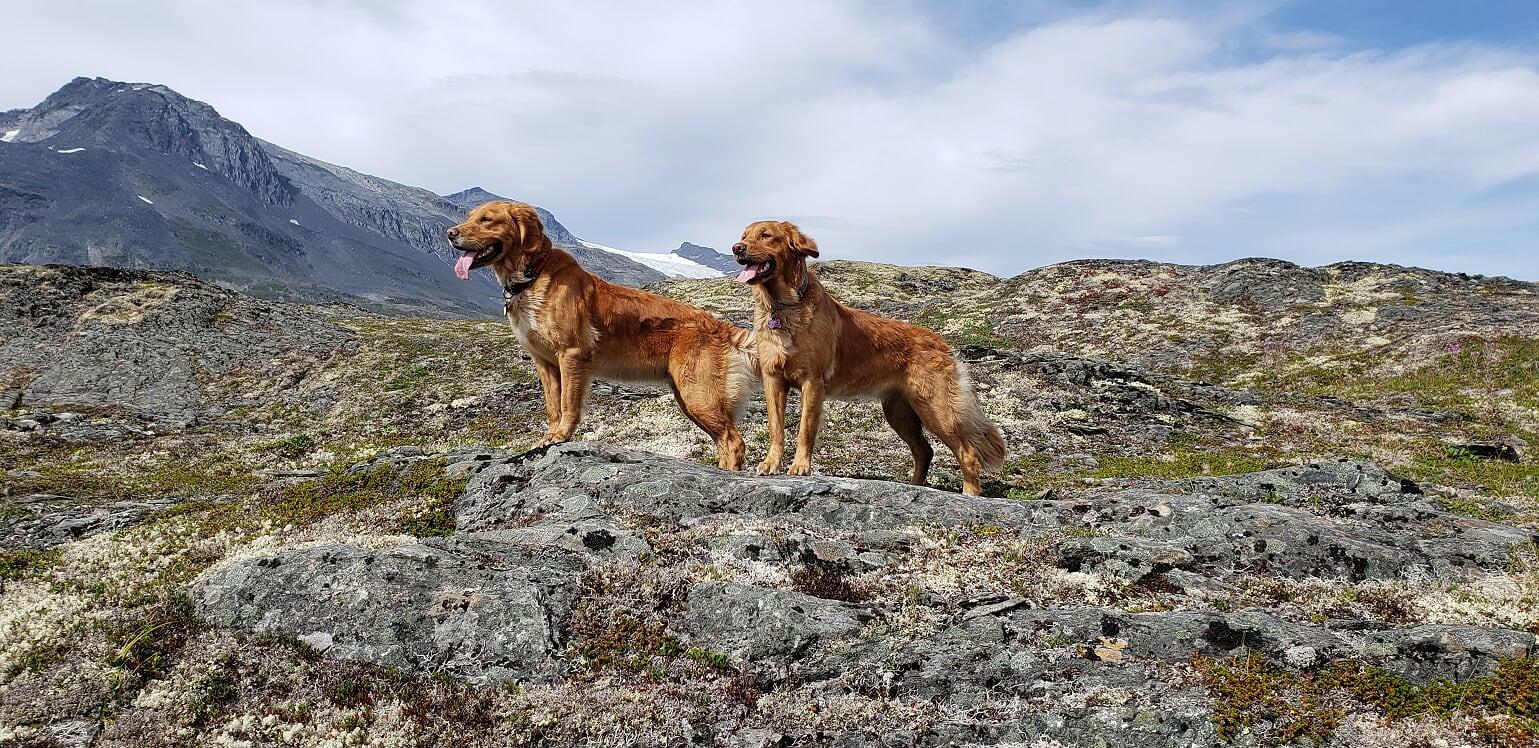 Denali Golden Retrievers in Alaska | Golden Retriever puppies | Good Dog