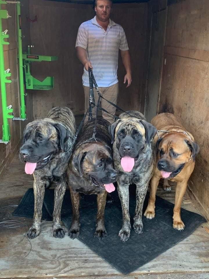 Beauclerc Mastiffs in Florida | Mastiff puppies | Good Dog
