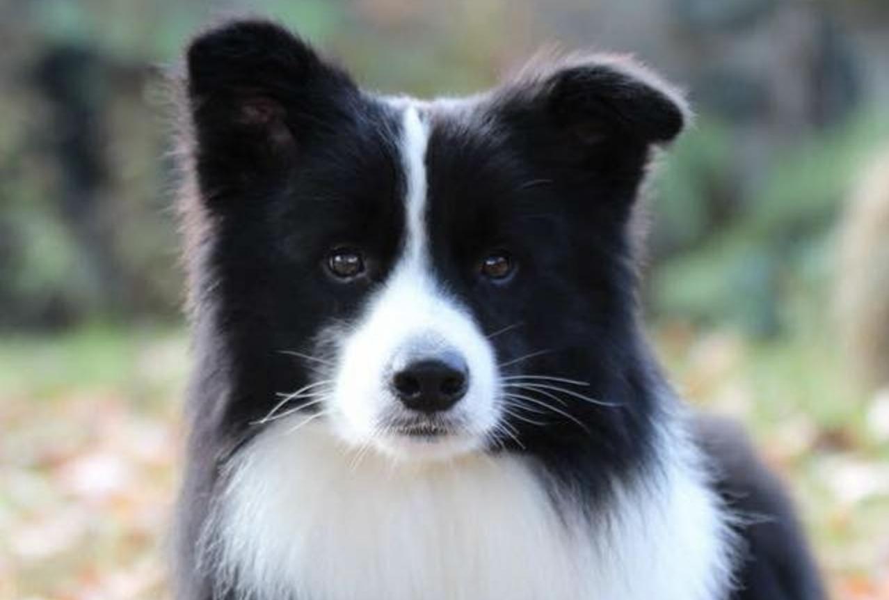 Twin Silos Kennel in Rhode Island | Border Collie and Golden Retriever ...