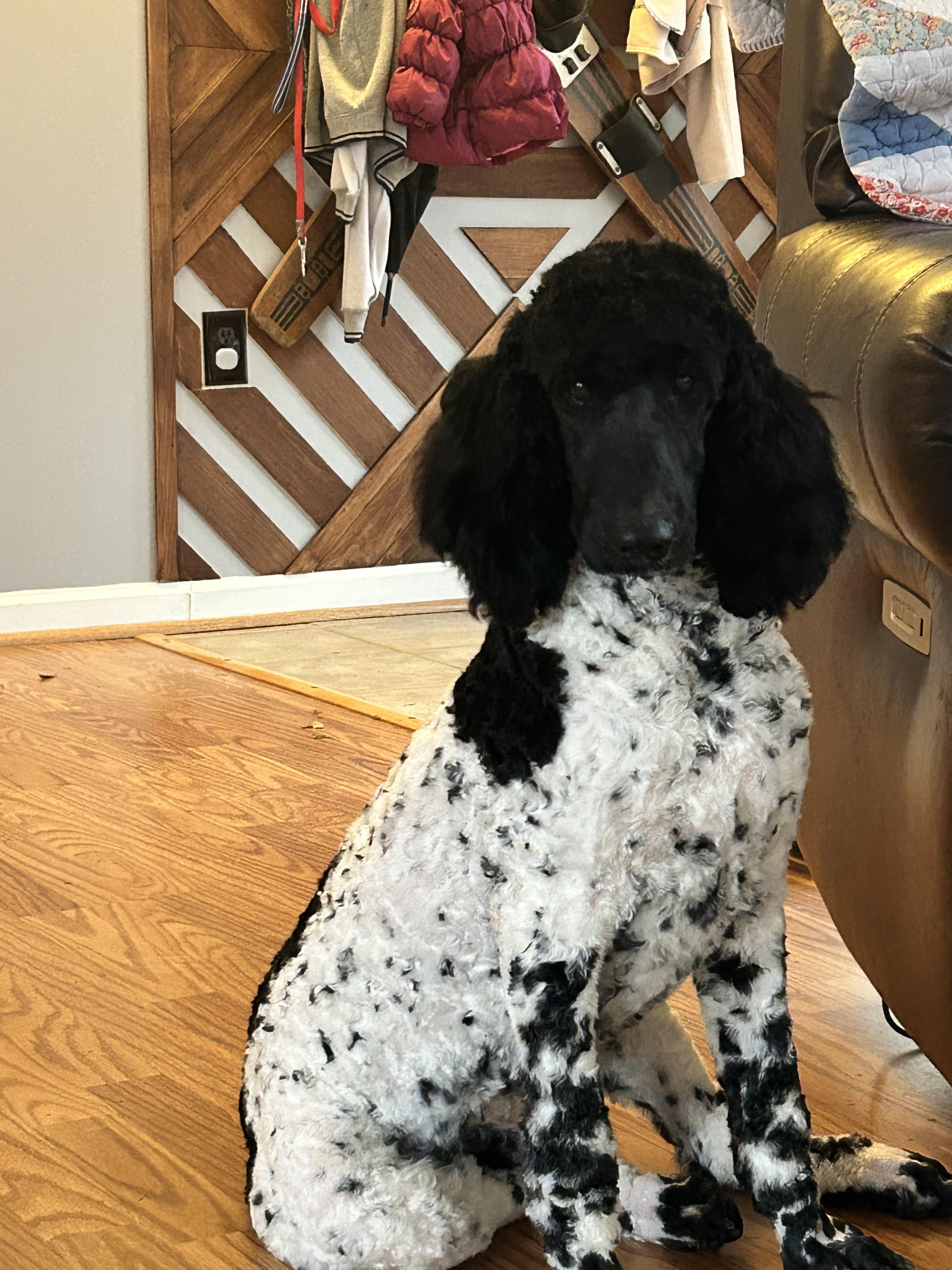 Paws & Kisses in Tennessee | Biewer Terrier, Dachshund or Poodle ...