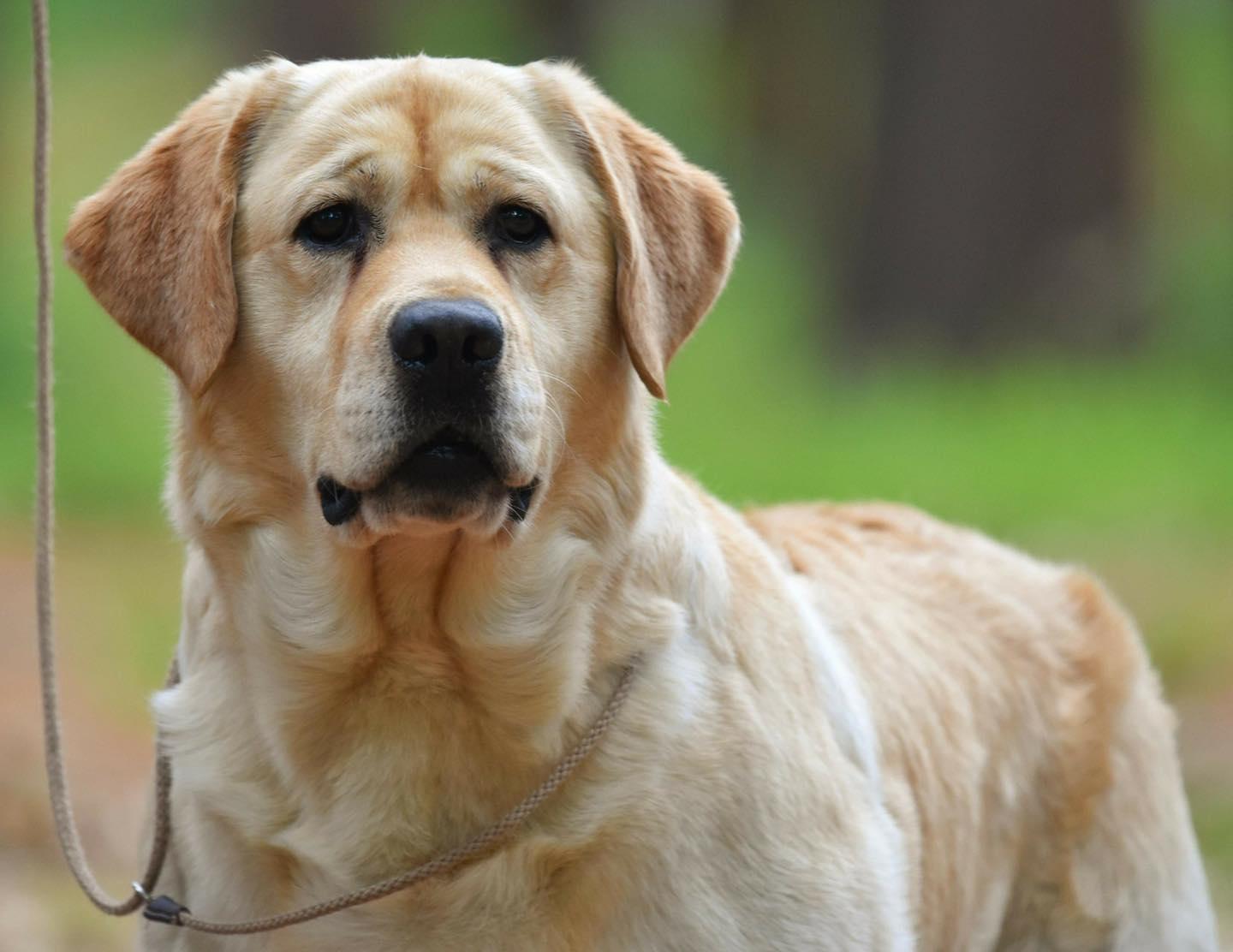 Dole Hill Labradors in Vermont | Labrador Retriever puppies | Good Dog