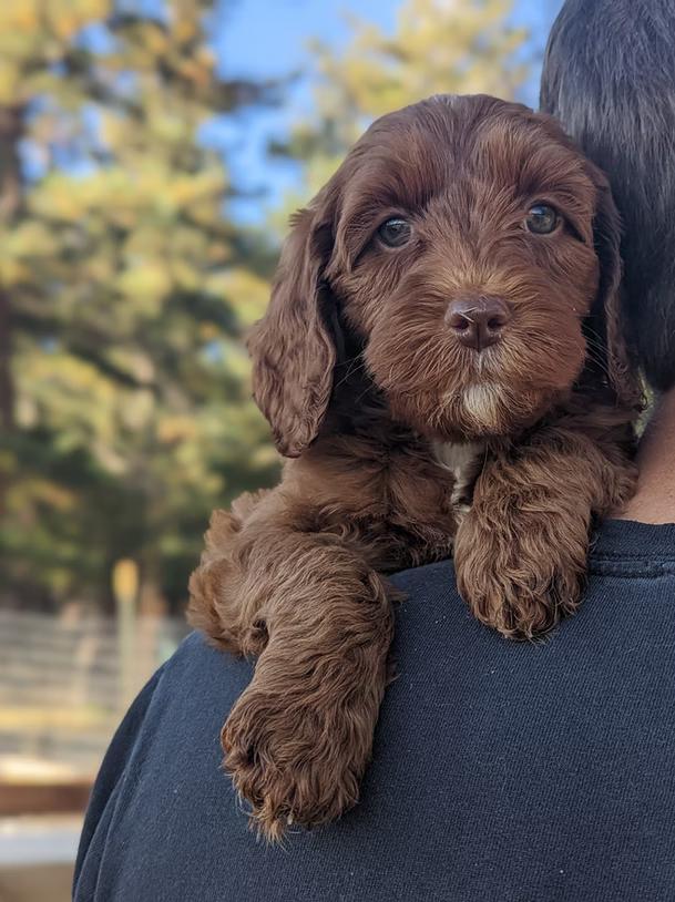 Paws Beyond The Pines in Colorado | Australian Labradoodle puppies ...