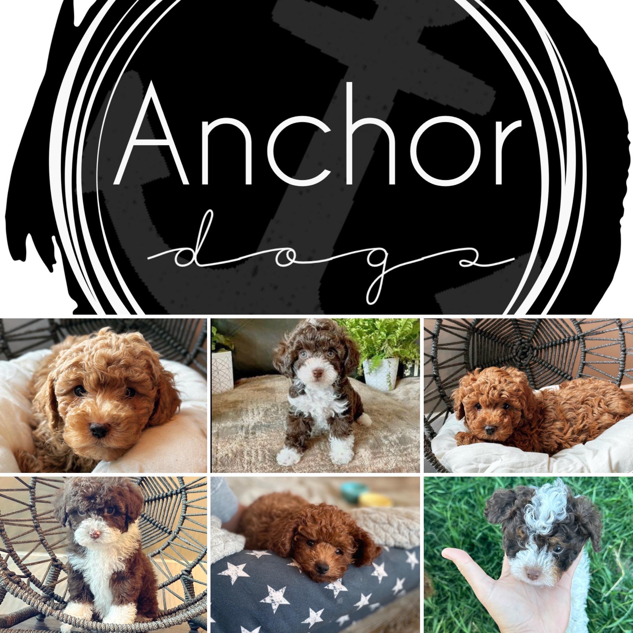 Anchor Dogs in Utah | Poodle, Yorkipoo or Irish Doodle puppies | Good Dog