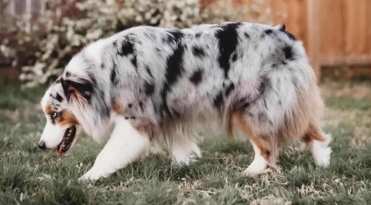 Silvermist Australian Shepherds in Texas | Australian Shepherd puppies ...