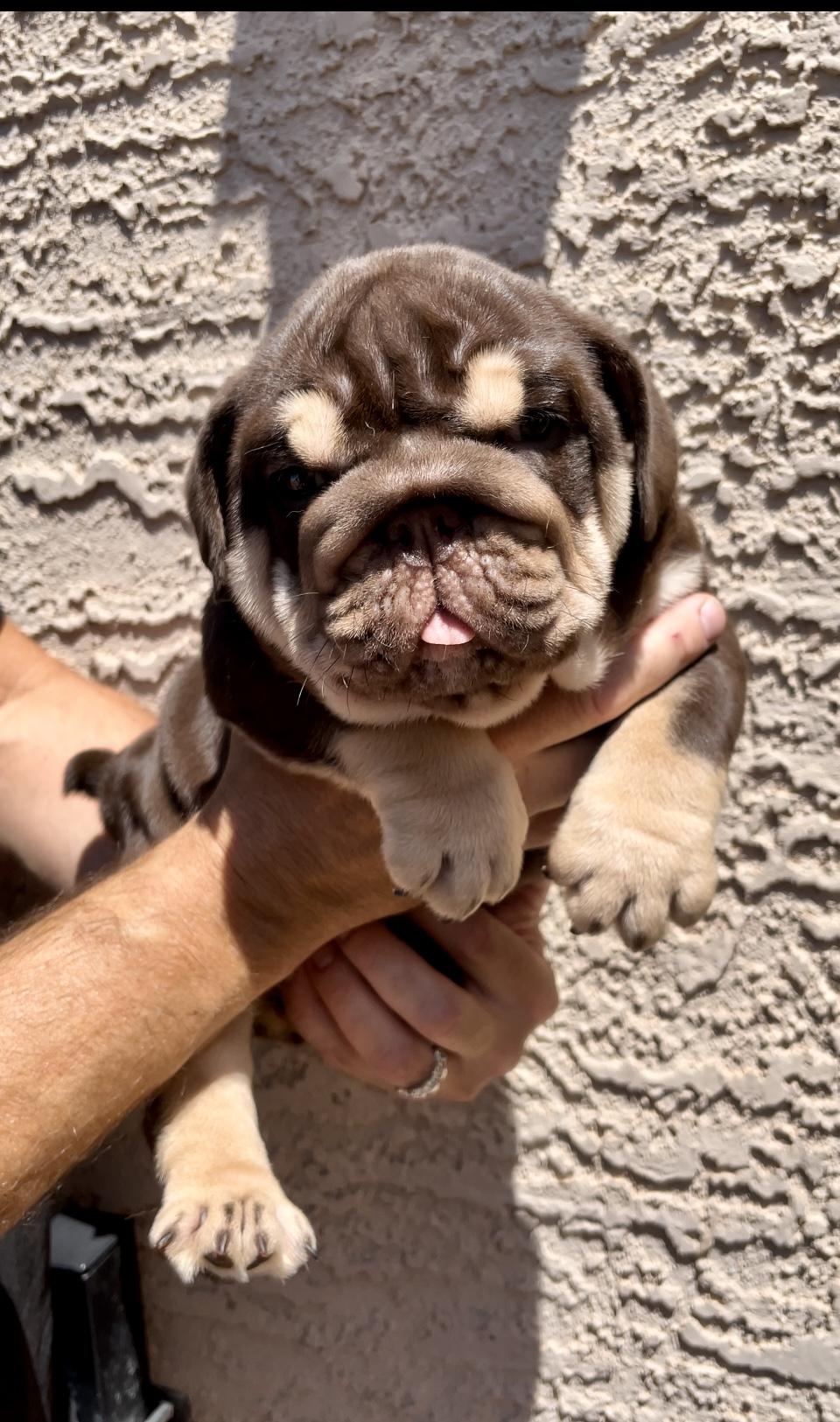 Let it Ride Bulldogs in Nevada | Bulldog and French Bulldog puppies ...