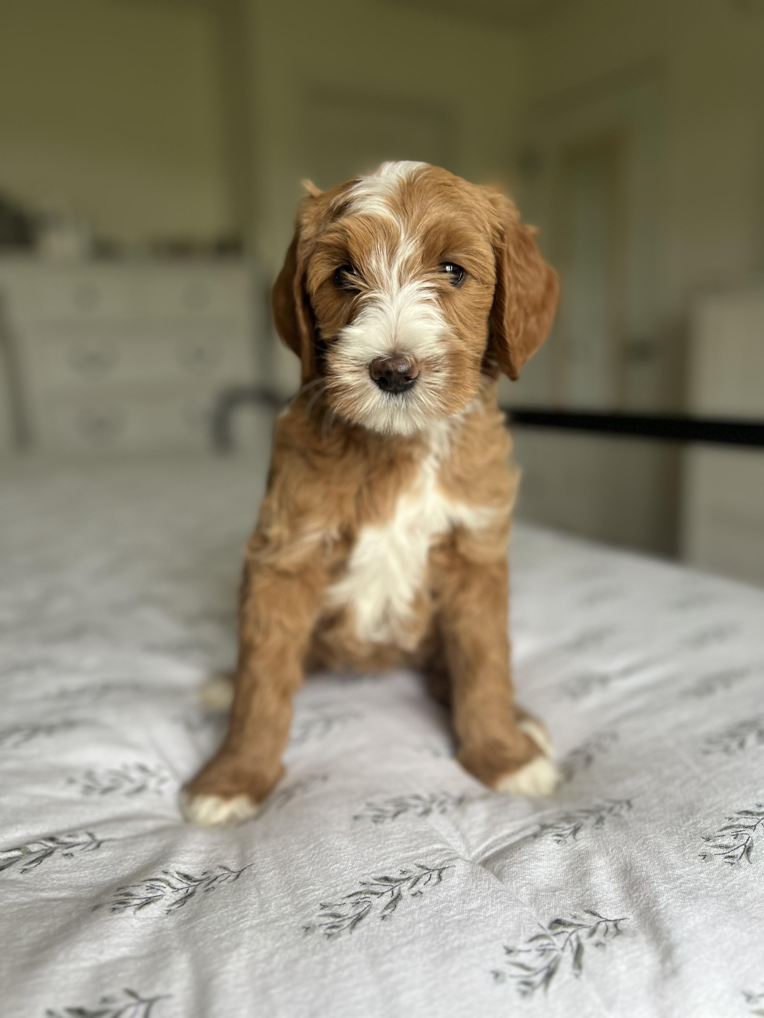 The Doodle Homestead in Virginia | Goldendoodle puppies | Good Dog