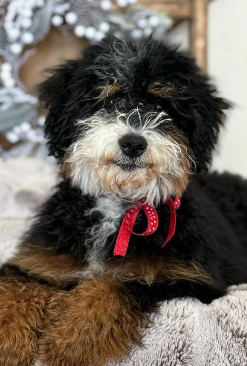 Little Diamond Doodles in Utah | Bernedoodle and Cavapoo puppies | Good Dog