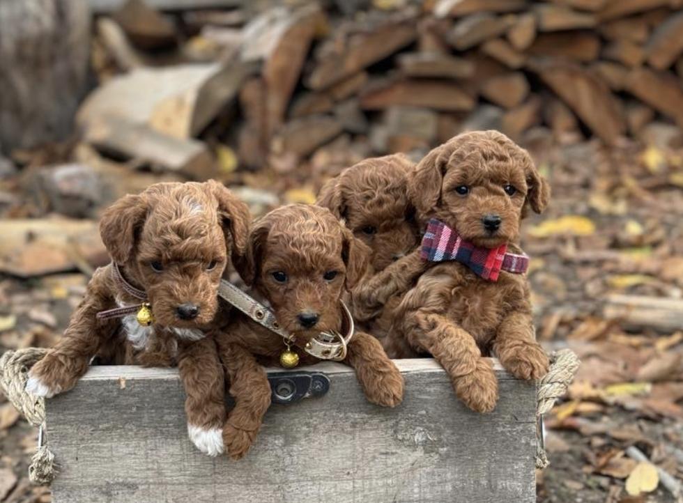 Blue Mountain Poodles in Oregon | Poodle puppies | Good Dog