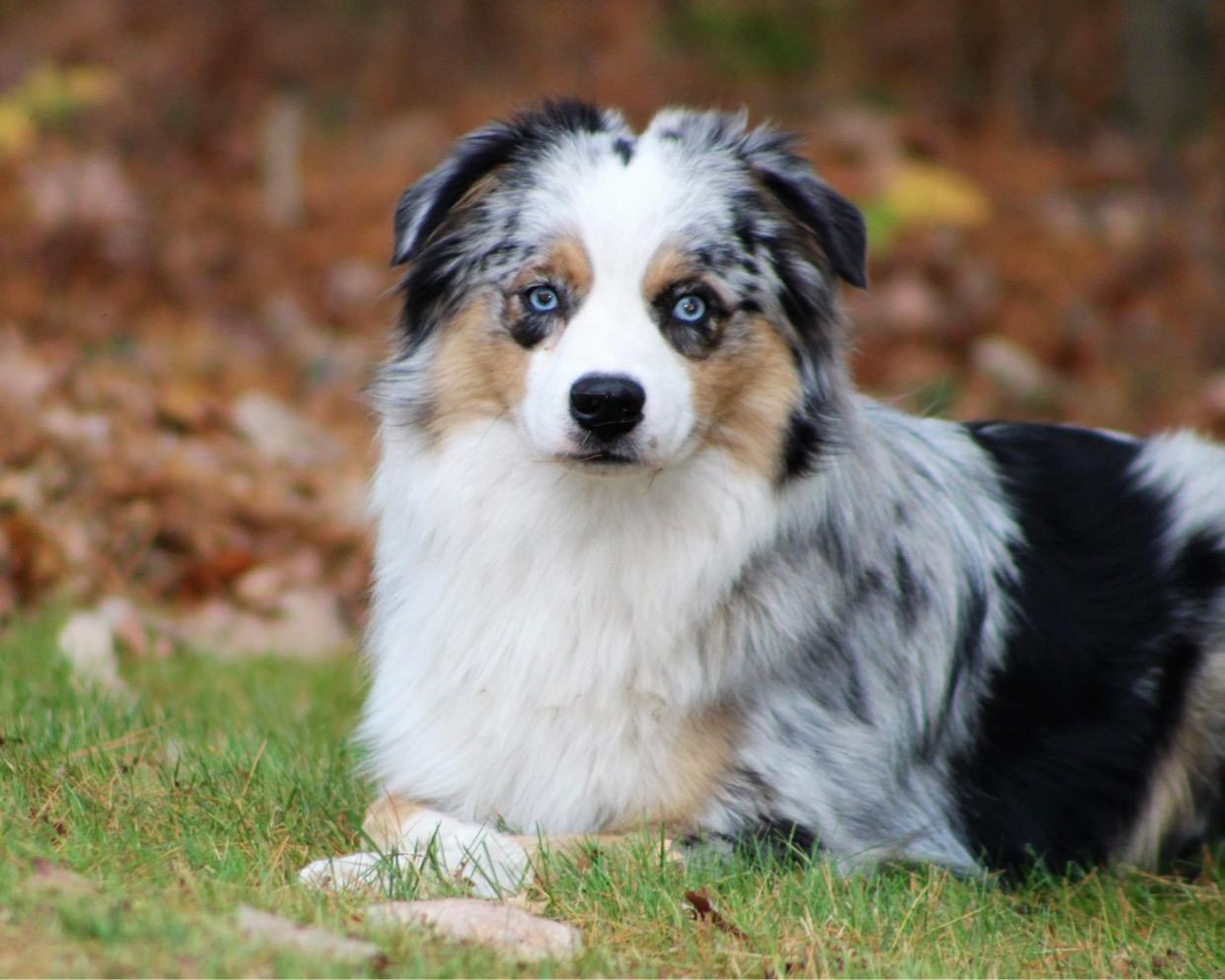 Spicewood Mini Aussies in Texas | Australian Shepherd puppies | Good Dog